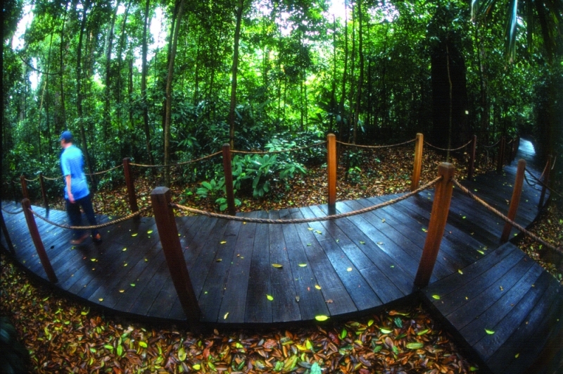 20 Nature & Hiking Trails in Singapore To Explore During Your Weekends ...